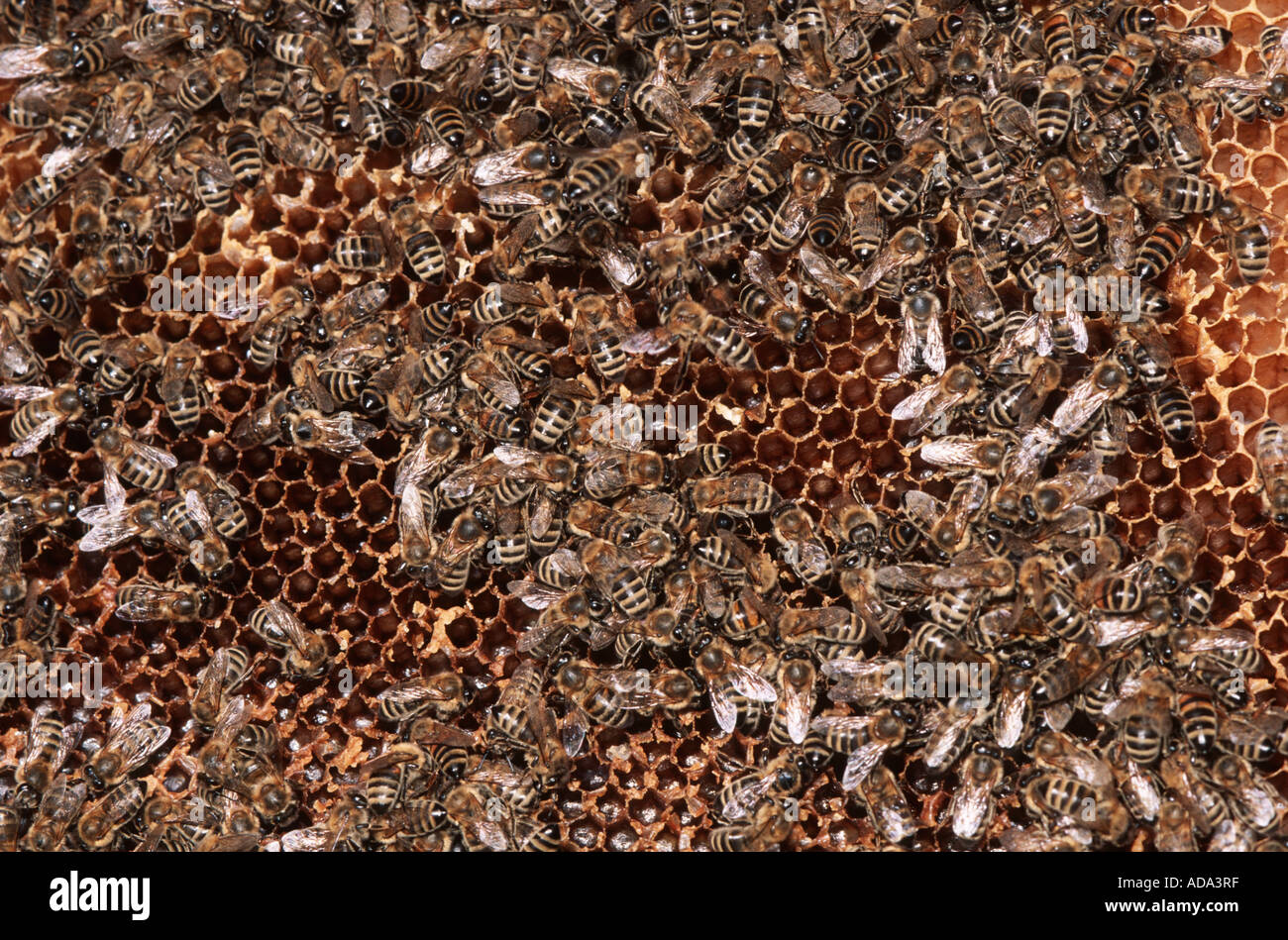 honey bee, hive bee (Apis mellifera mellifera), bees on honey combs ...