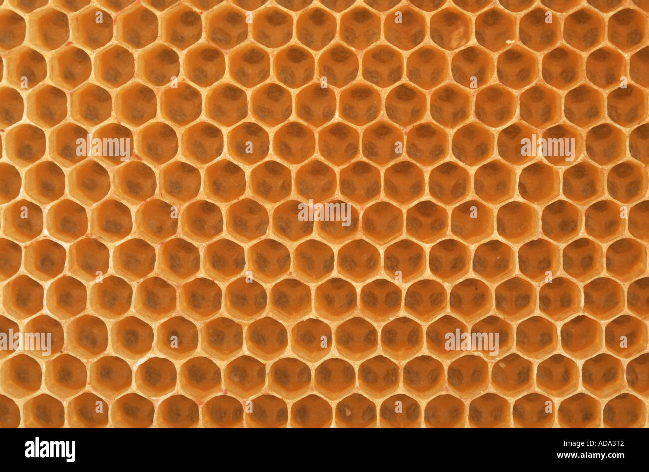 honey bee, hive bee (Apis mellifera mellifera), combs, section from ...