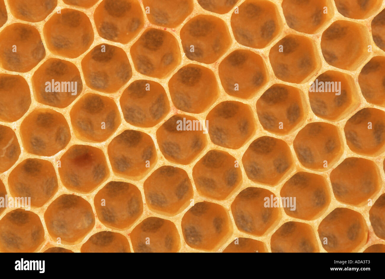 honey bee, hive bee (Apis mellifera mellifera), combs, section from ... honey bee, hive bee (Apis mellifera mellifera), combs, section from ...