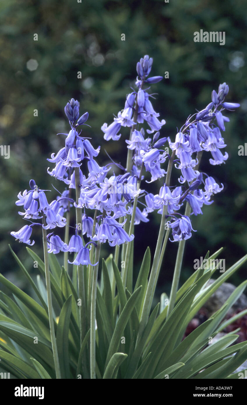 Hyacinthoides non scripta seed hi-res stock photography and images - Alamy