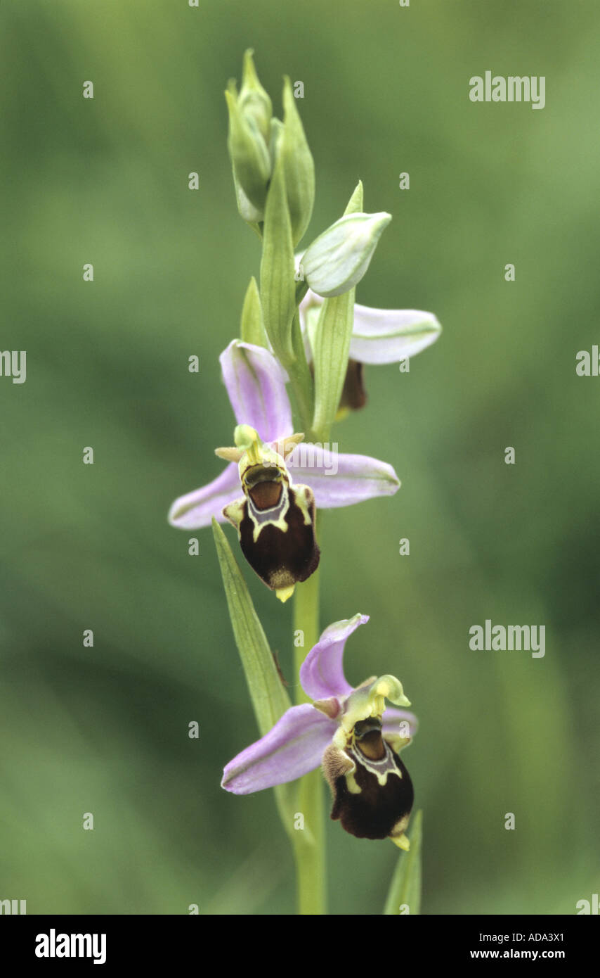 Ophyrs apifera hi-res stock photography and images - Alamy