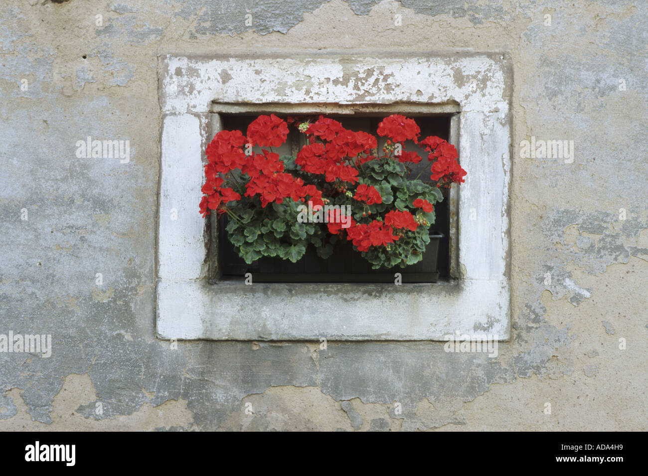 geranium (Pelargonium spec.), flower window, pod geraniums in a window ...