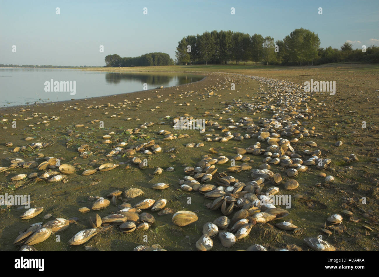 mussel shells on the shore of the Kerkini-lake, Greece Stock Photo - Alamy