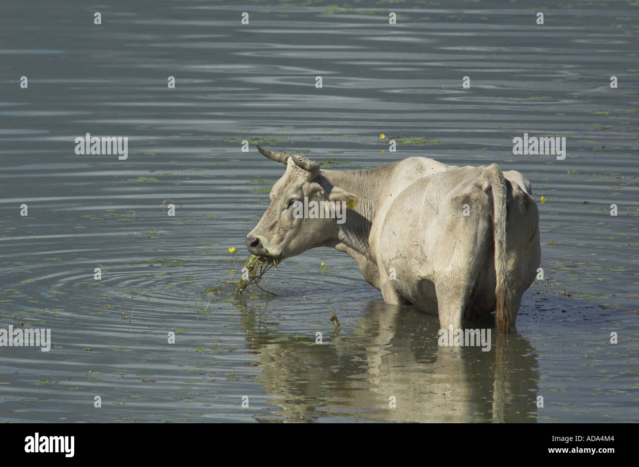 Cattle overgrazing hi-res stock photography and images - Alamy
