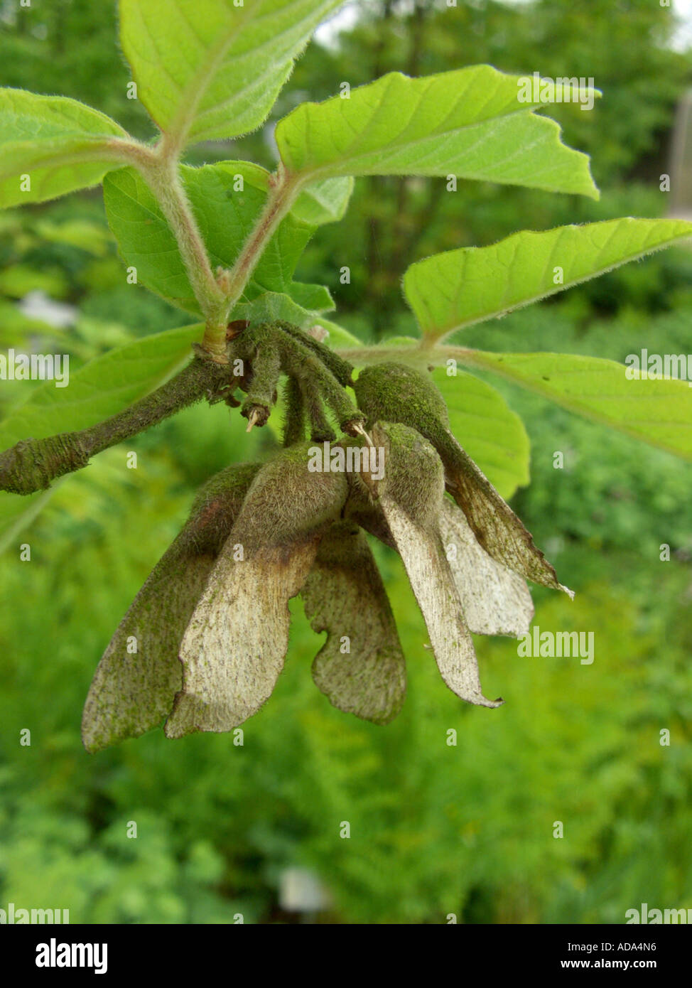 Schizocarp fruits hi-res stock photography and images - Alamy
