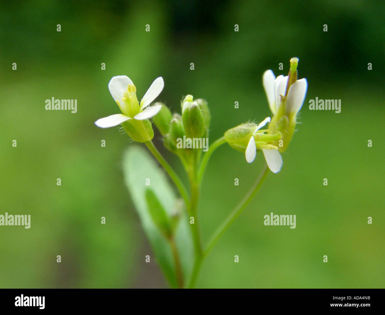 mouse-ear cress, thale cress, Wall-cress (Arabidopsis thaliana ...