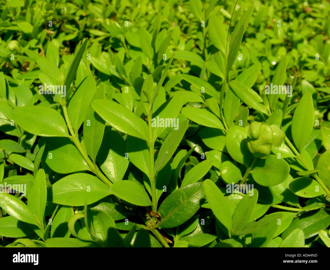common box, boxwood (Buxus sempervirens), twigs Stock Photo - Alamy