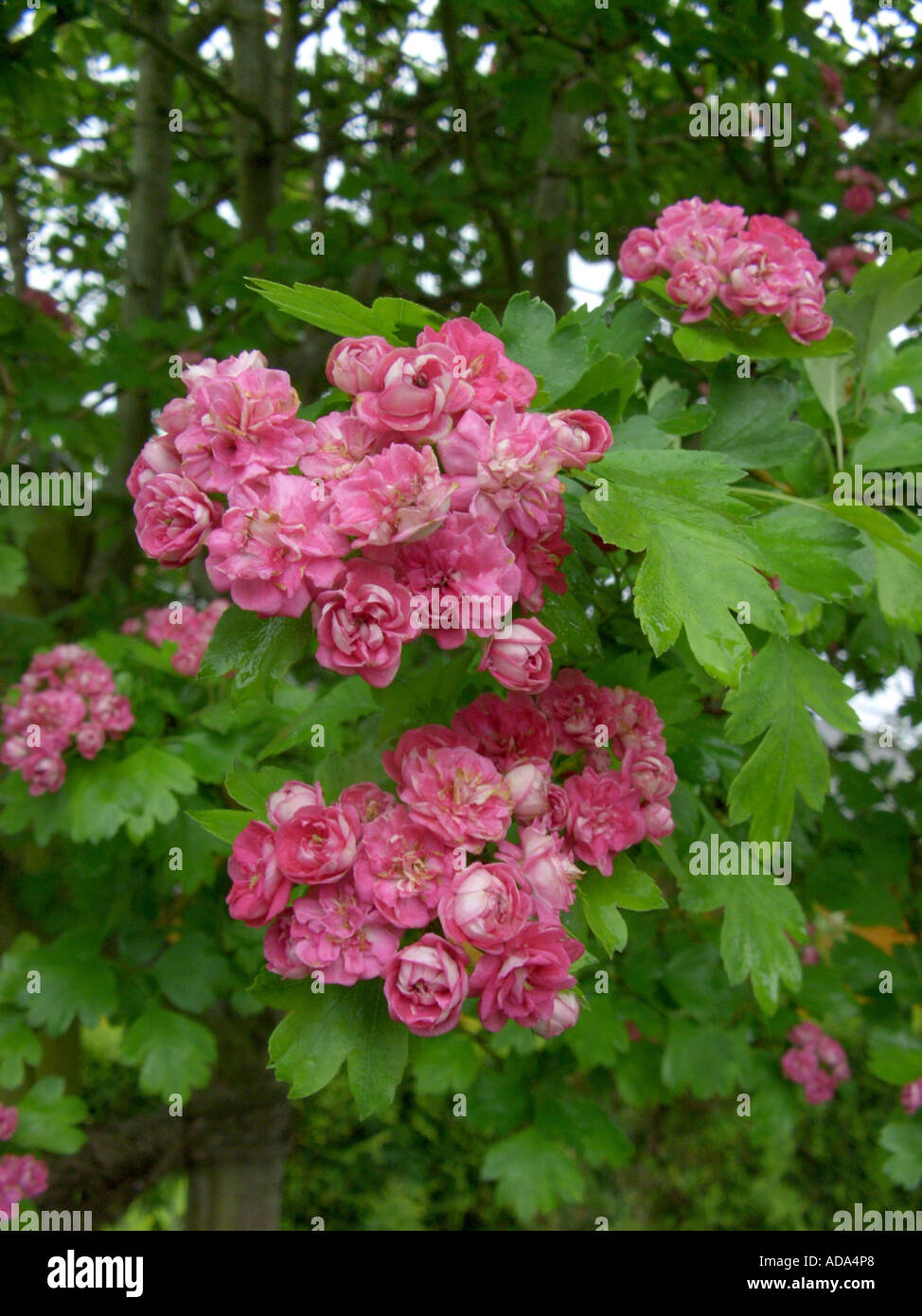 English hawthorn, midland hawthorn (Crataegus laevigata 'Paul's ...