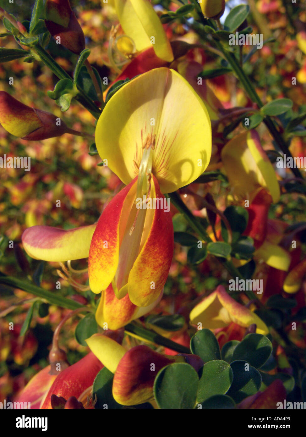 Scotch Broom Red High Resolution Stock Photography and Images - Alamy