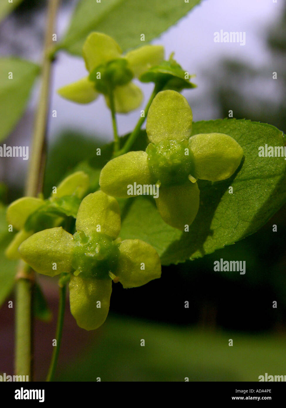 winged burning bush,wahoo, winged euonymus, winged spindle-tree ...