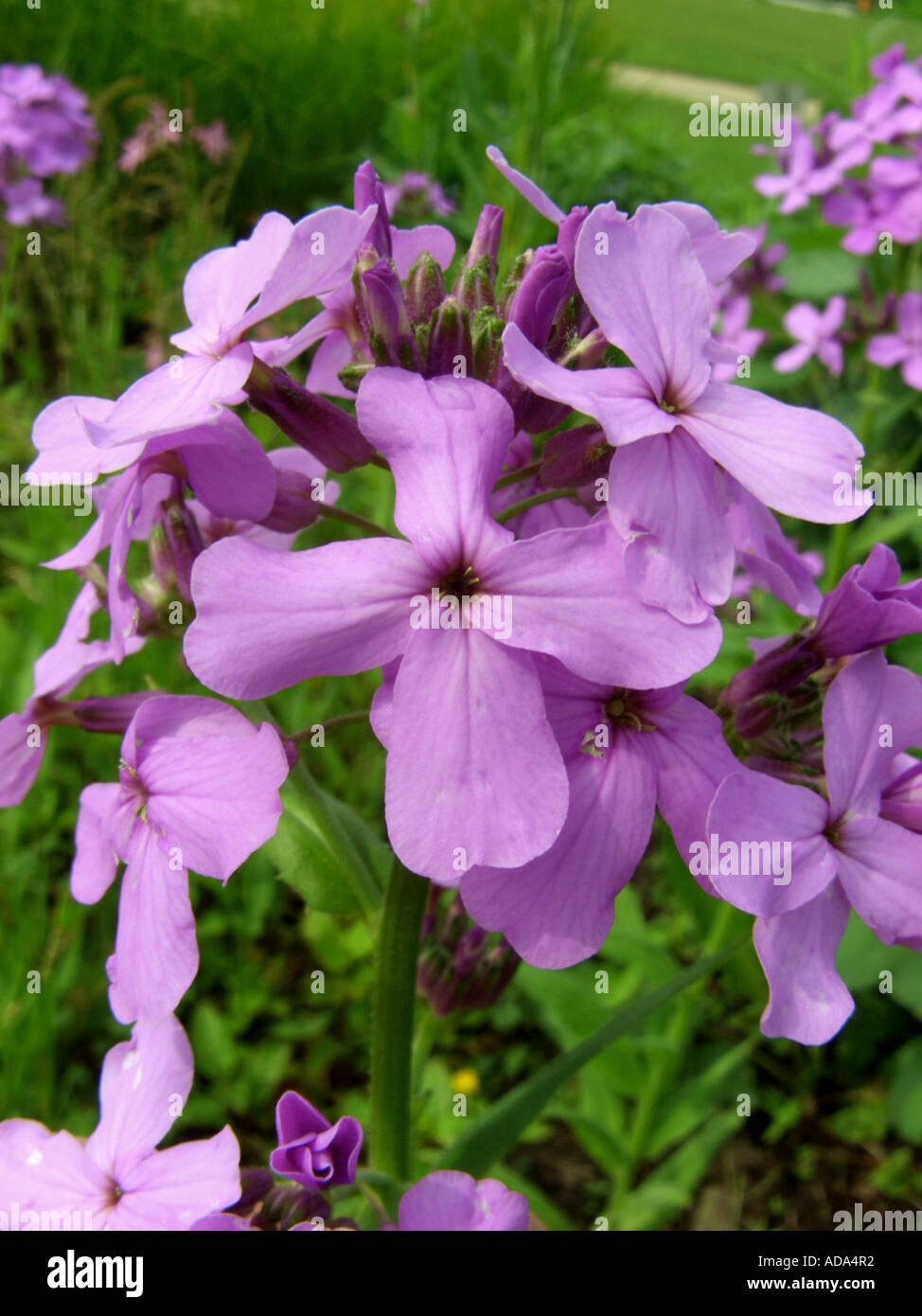 dame's-rocket, dame's-violet, garden rocket, Dame's rocket (Hesperis ...