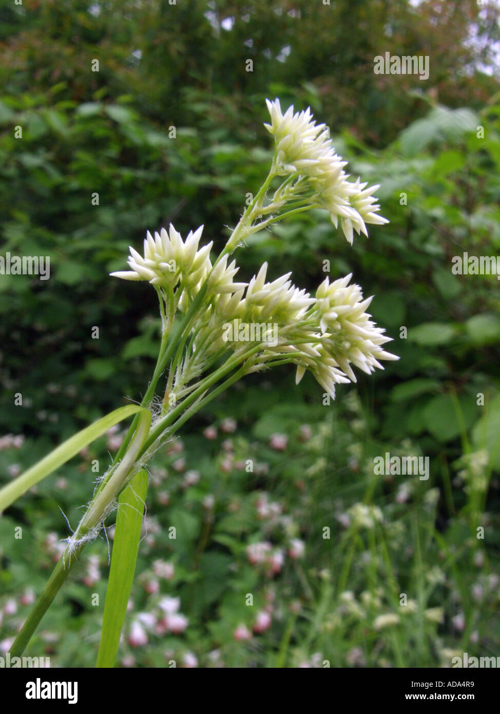 Snowy Woodrush (Luzula nivea), inflorescence Stock Photo - Alamy