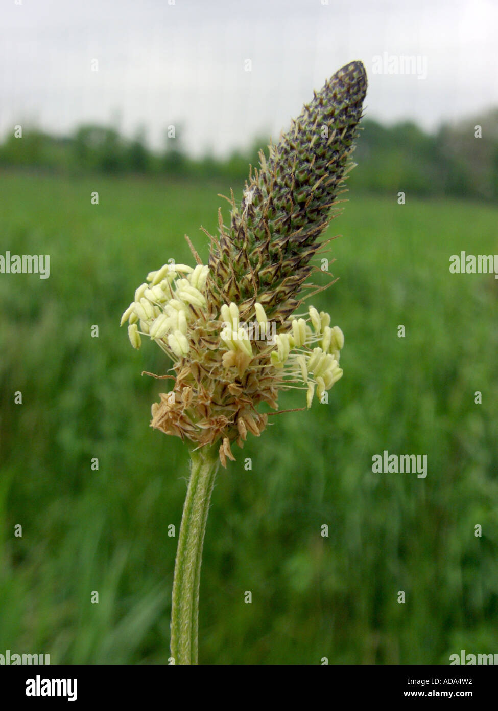buckhorn plantain, English plantain, ribwort plantain, rib grass ...
