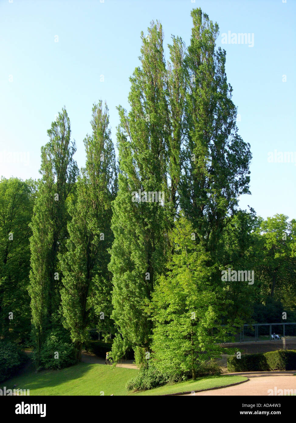lombardy poplar (Populus nigra var. italica, Populus nigra 'Italica ...