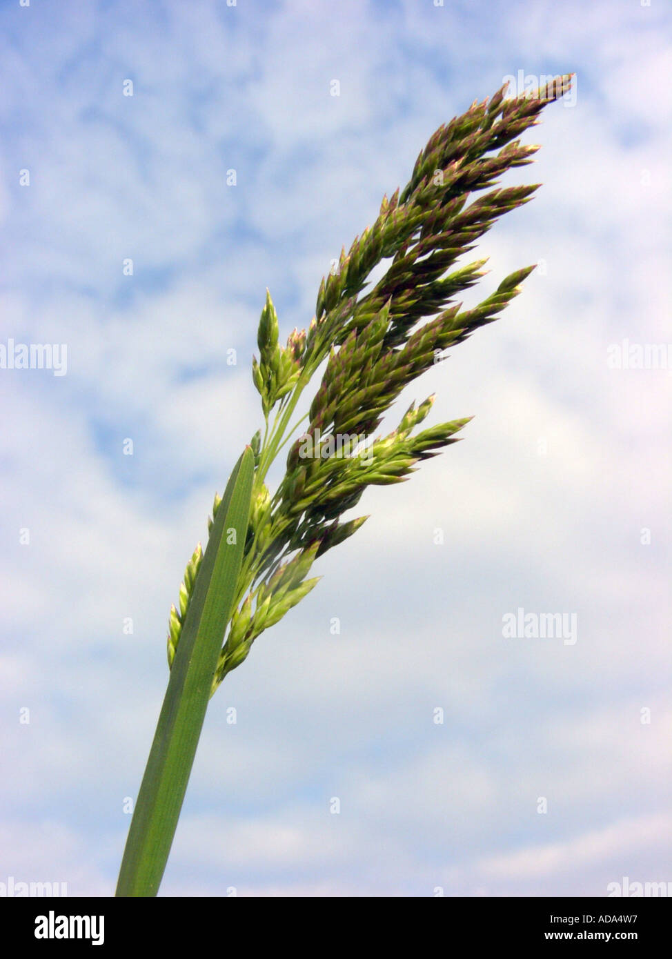 june grass, kentucky blue grass, smooth meadow-grass, spear grass (Poa ...