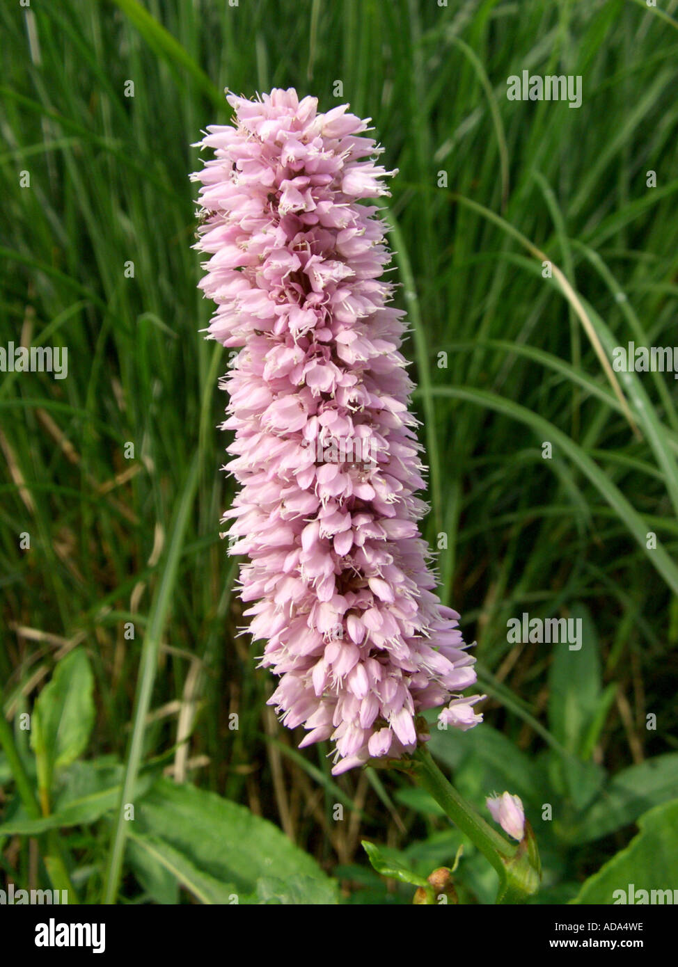 common bistort, meadow bistort (Polygonum bistorta, Bistorta major ...