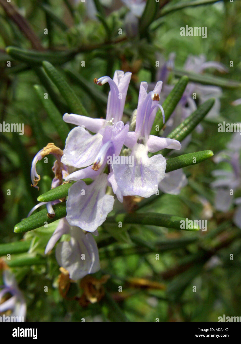 rosemary (Rosmarinus officinalis), flowers Stock Photo - Alamy