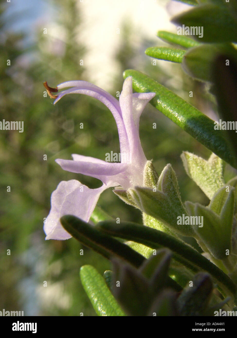 rosemary (Rosmarinus officinalis), flower Stock Photo - Alamy