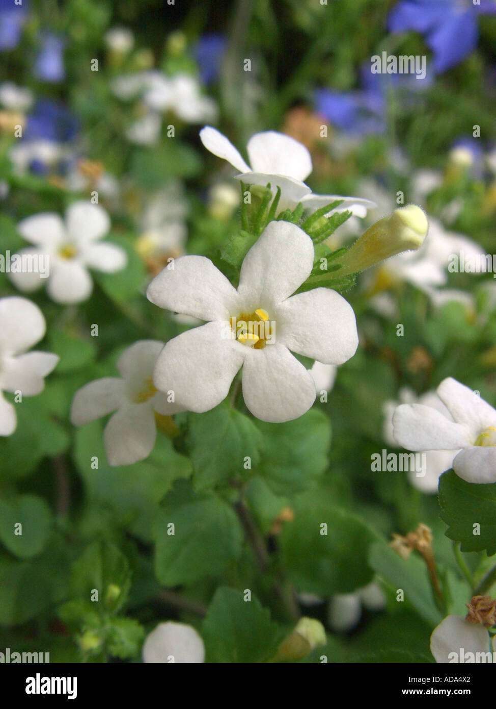 Snowflake sutera diffusus flowers hi-res stock photography and images ...