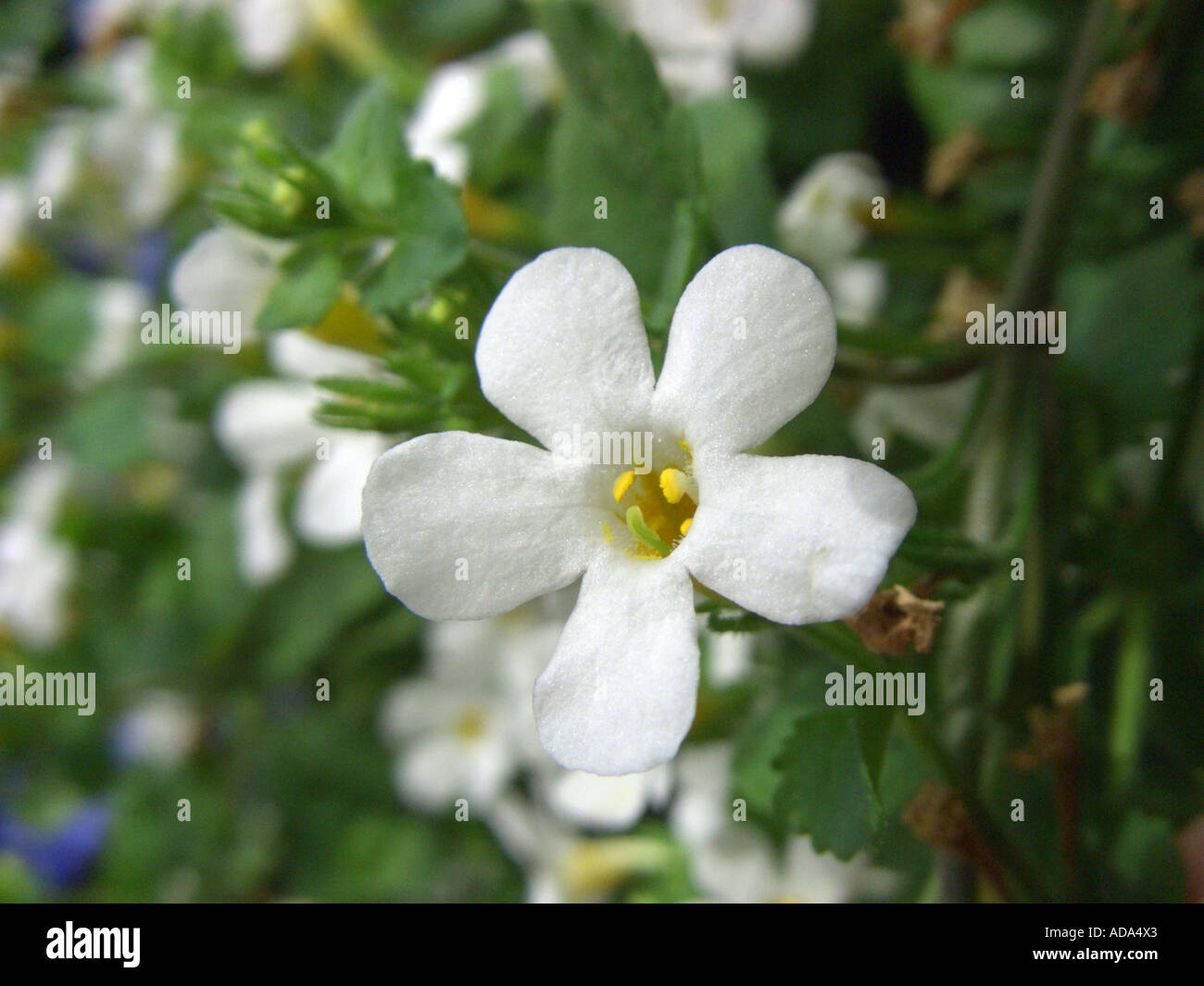 Snowflake sutera diffusus flowers hi-res stock photography and images ...