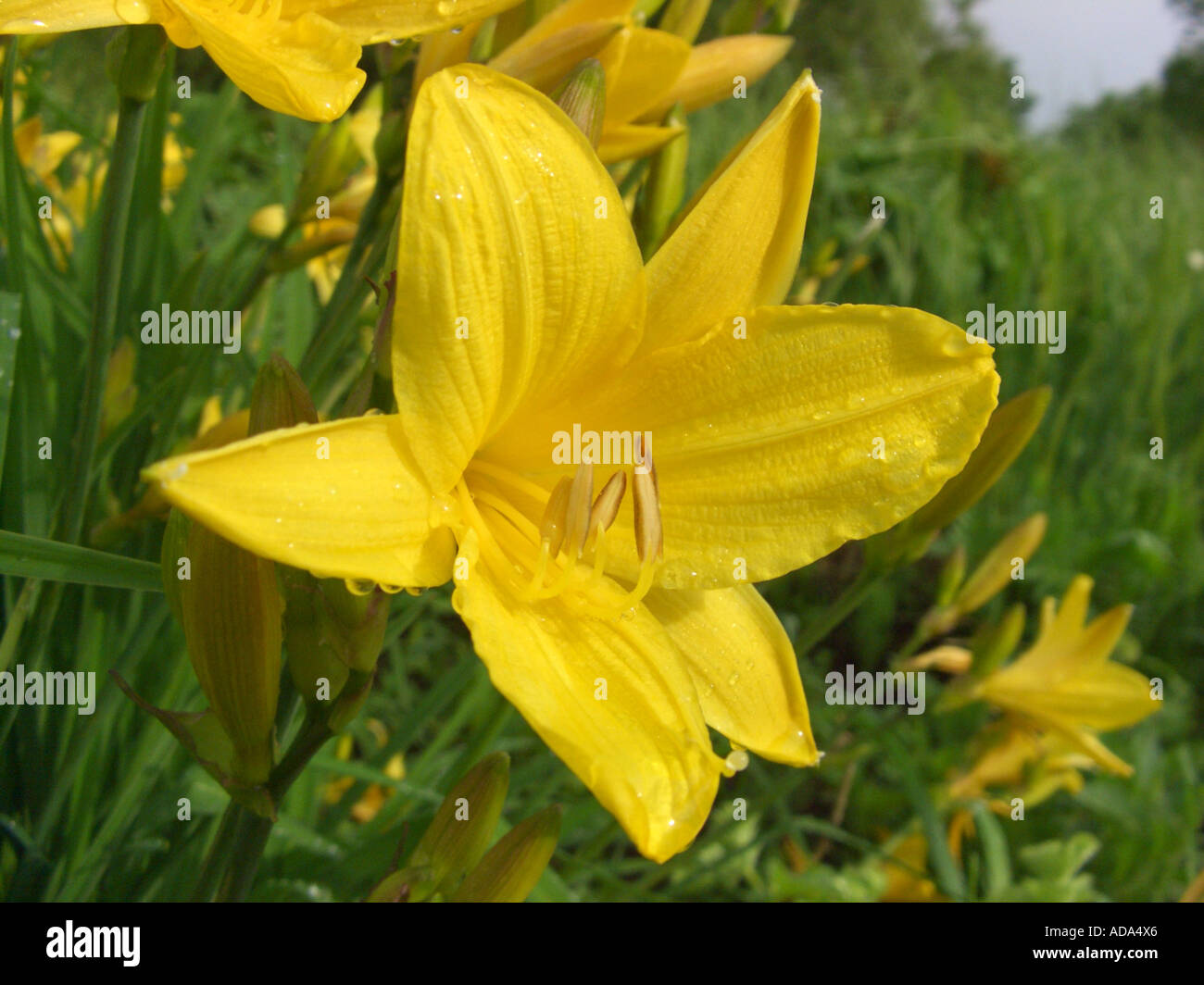 day lily hybrid (Hemerocallis-hybrid), flower Stock Photo - Alamy