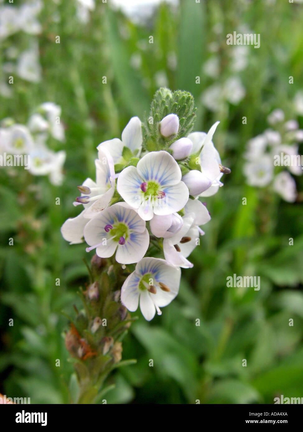 gentian blue speedwell (Veronica gentianoides), inflorescence Stock ...