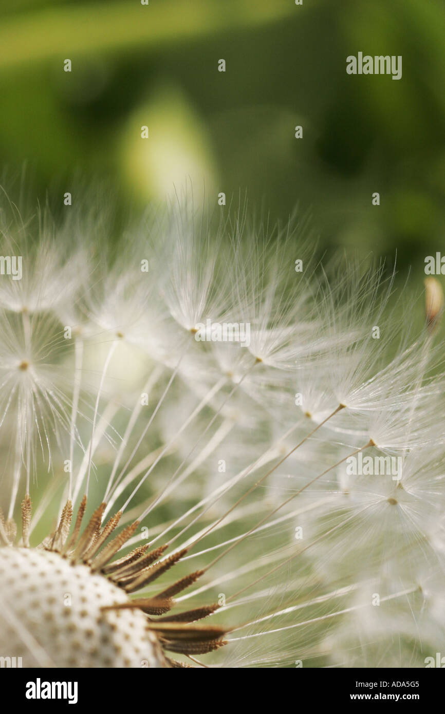 common dandelion (Taraxacum officinale), fruiting plant, ripe fruits ...