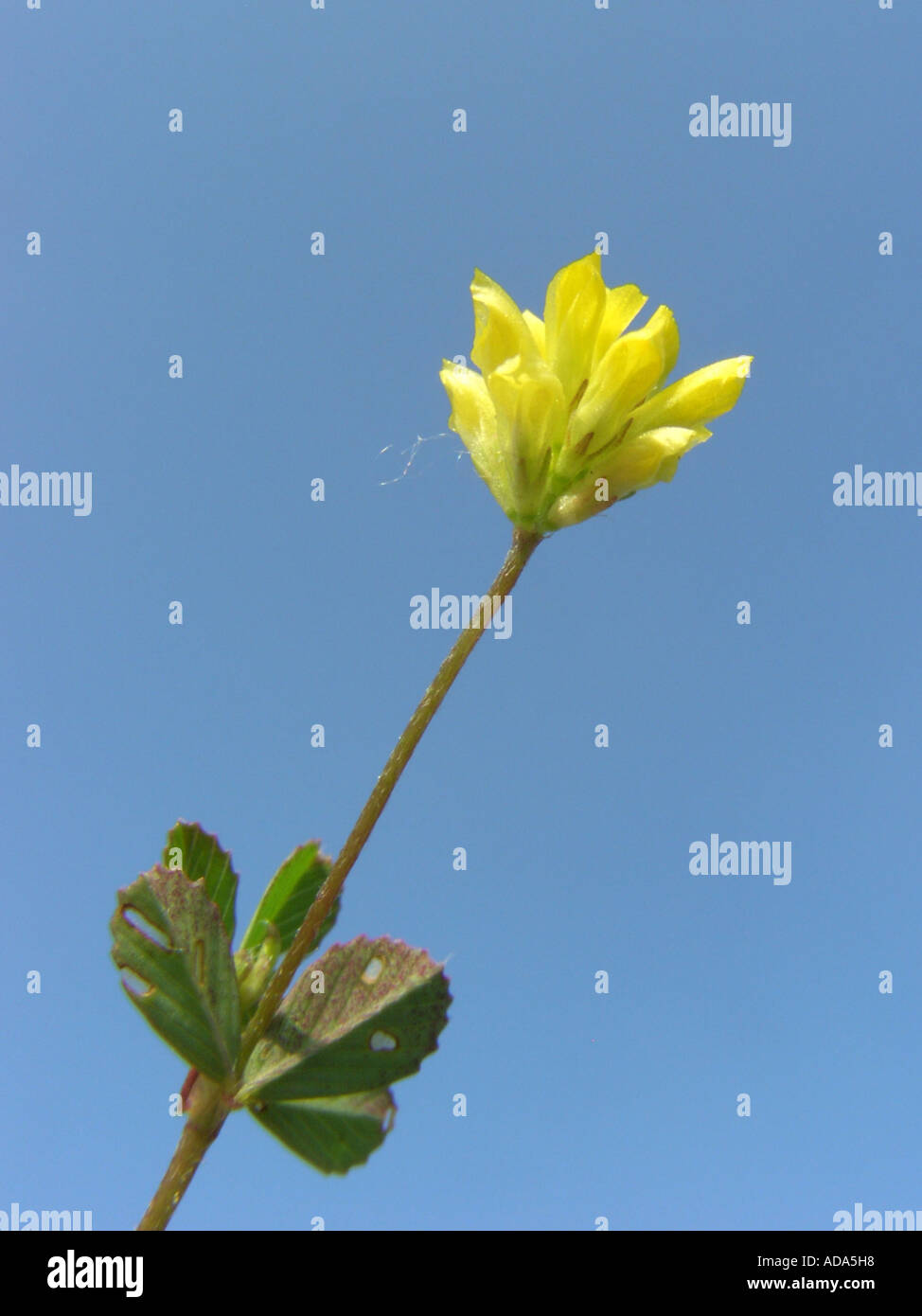 least hop clover, lesser trefoil, lesser yellow trefoil, small hop ...