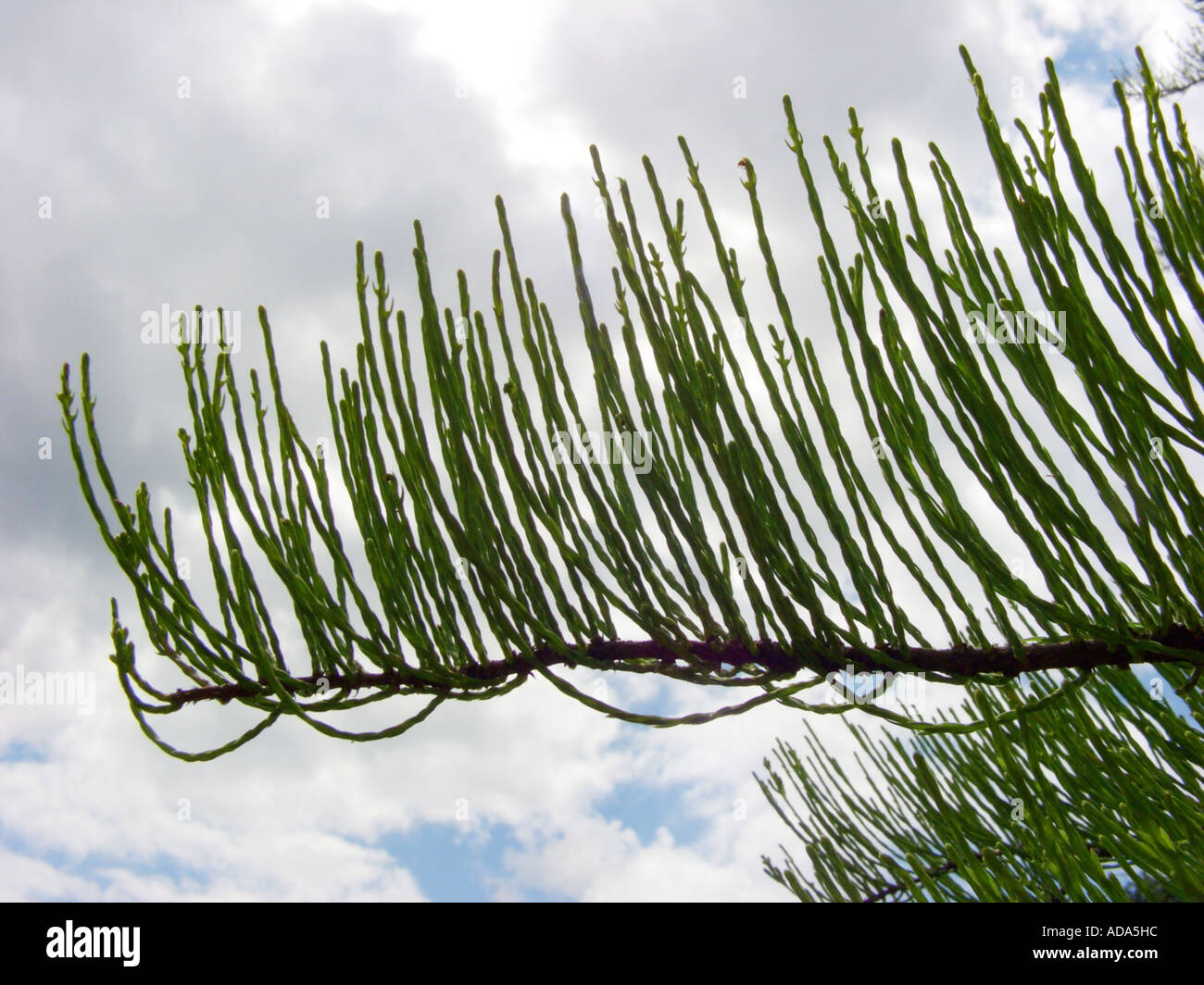Pond Cypress, Pond Baldcypress (Taxodium ascendens, Taxodium distichum ...