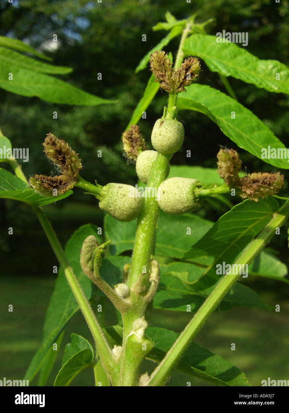 black walnut (Juglans nigra), inflorescence Stock Photo - Alamy