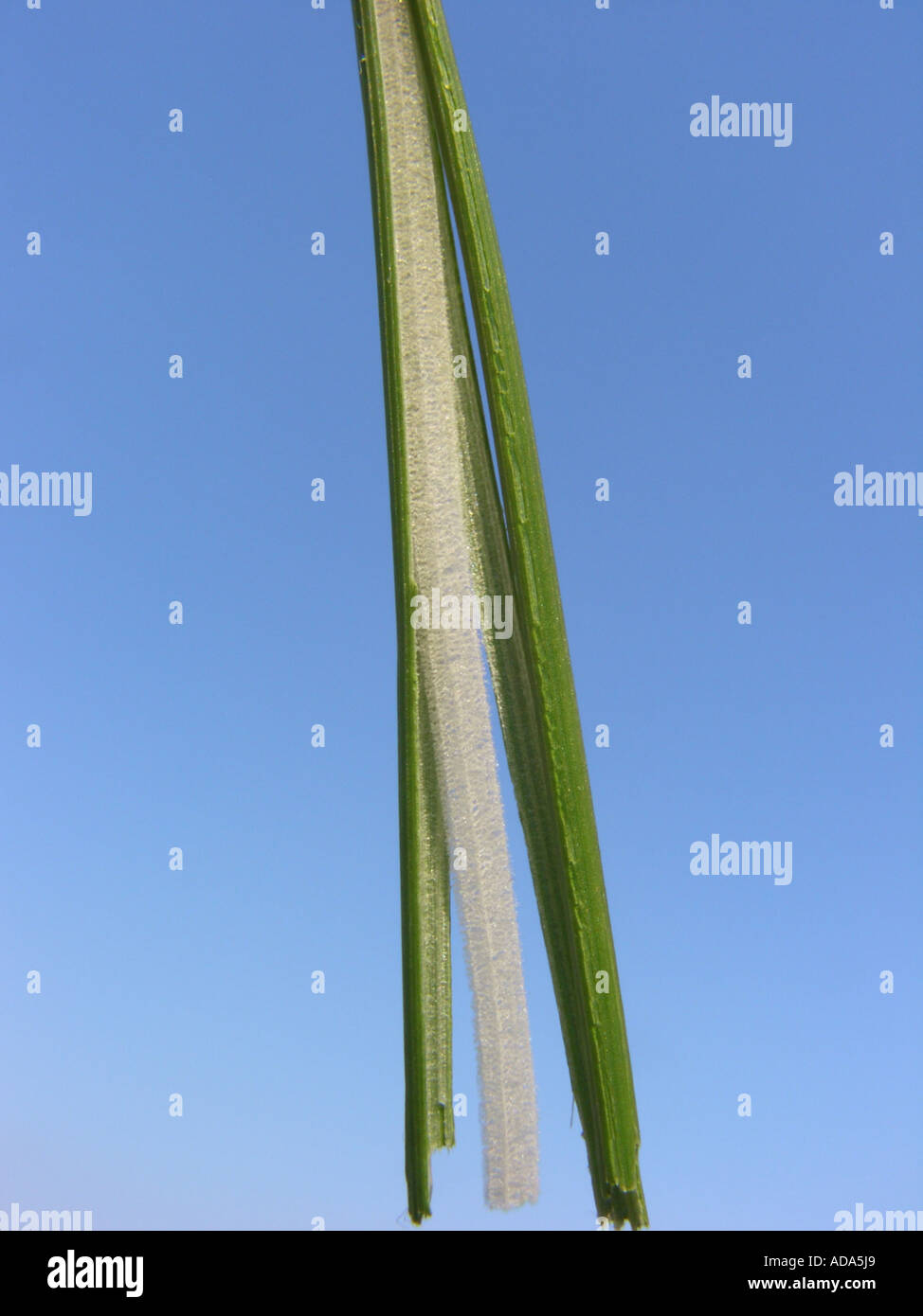 compact rush (Juncus conglomeratus), pith of the stipe, was used as ...