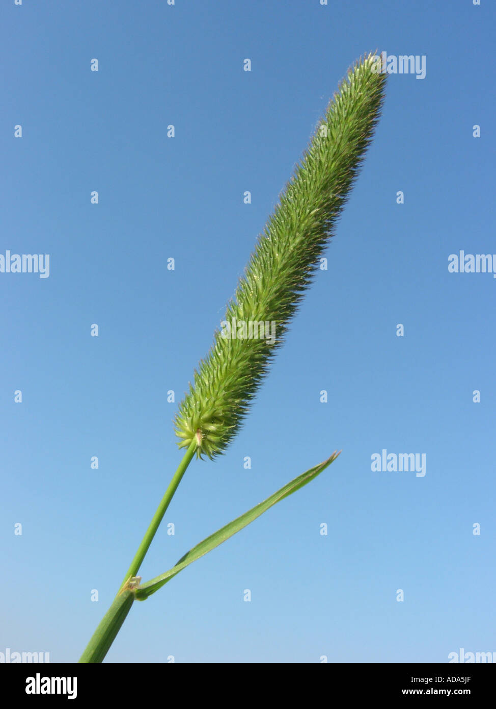 Meadow timothy phleum pratense hi-res stock photography and images - Alamy