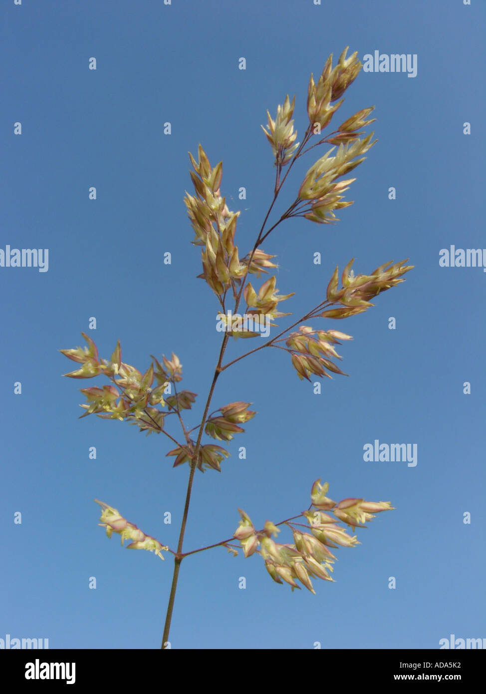 common velvet grass, Yorkshire-fog, creeping velvetgrass (Holcus ...