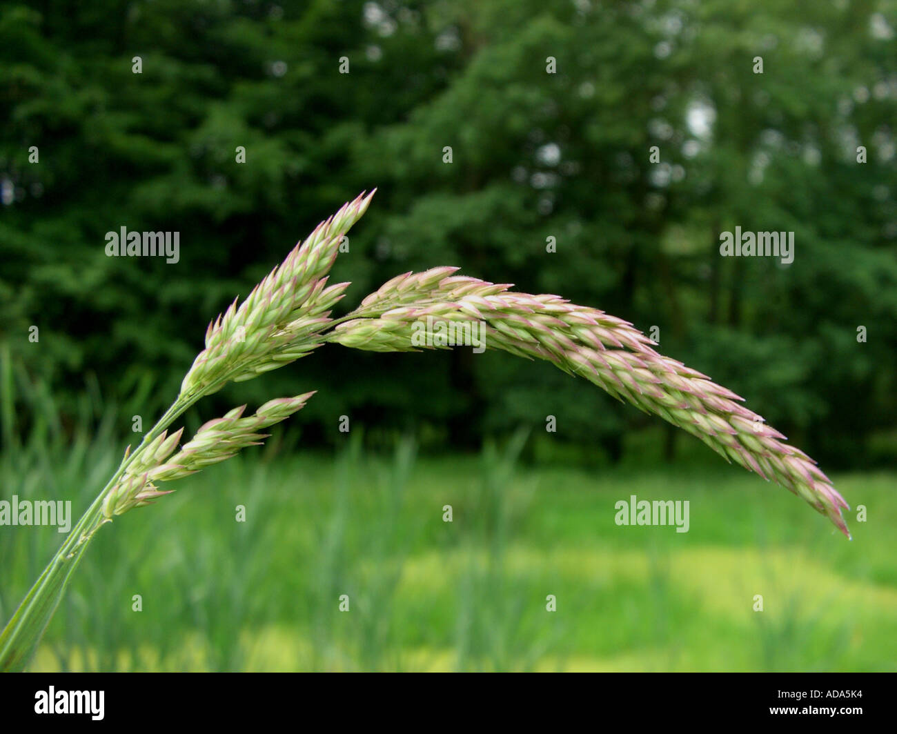 common velvet grass, Yorkshire-fog, creeping velvetgrass (Holcus ...