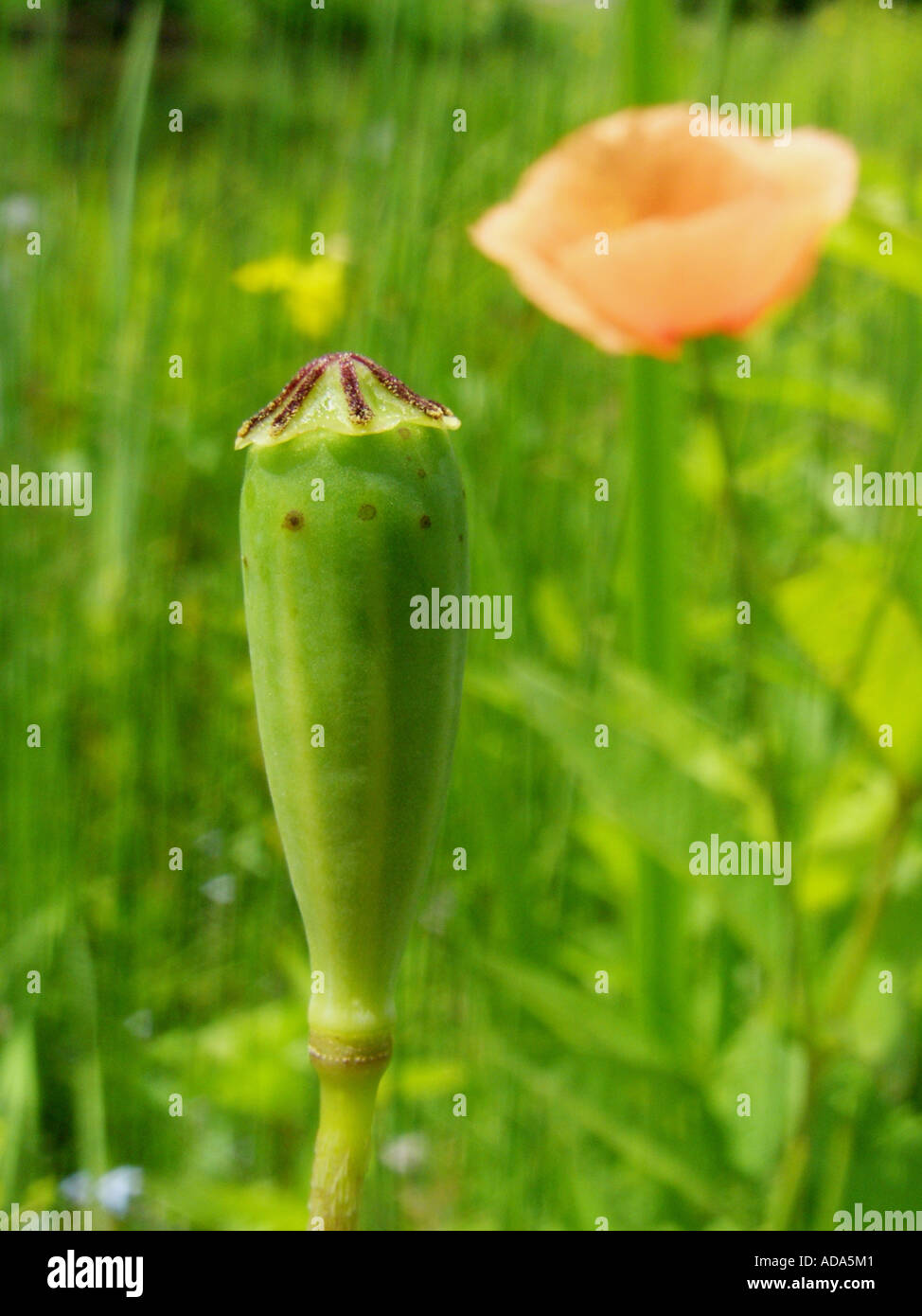 long-headed poppy, field poppy (Papaver dubium), fruit (capsule Stock ...