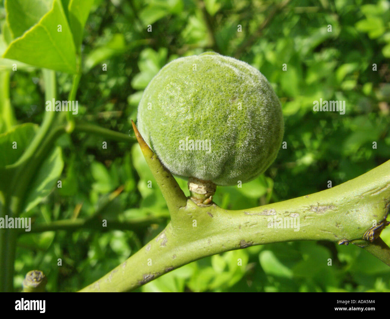 trifoliate orange (Poncirus trifoliata), young fruit and spine Stock ...