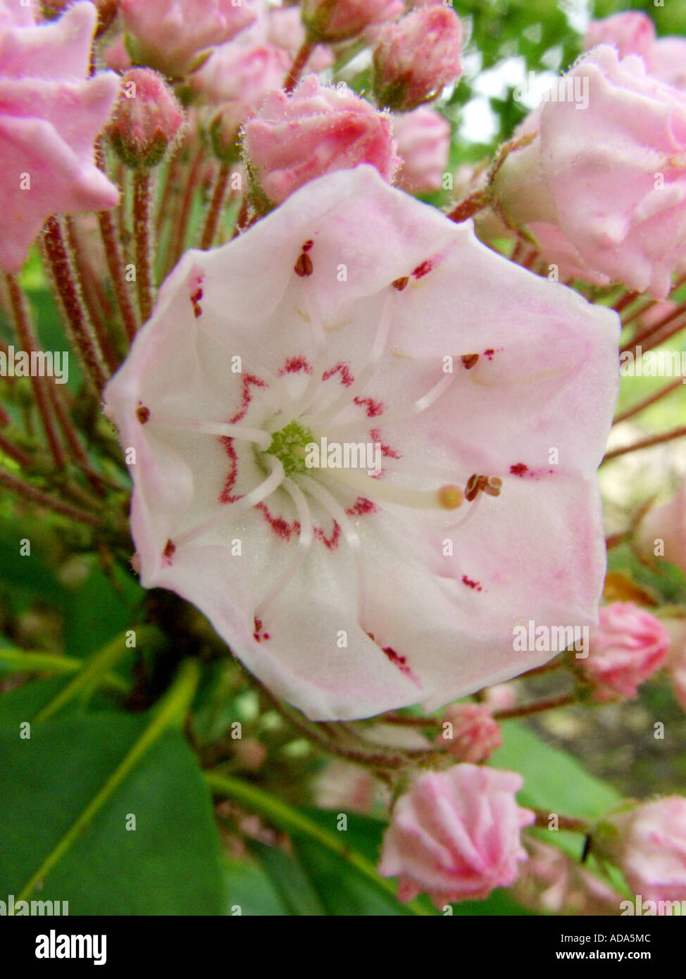mountain laurel (Kalmia latifolia), flower Stock Photo - Alamy