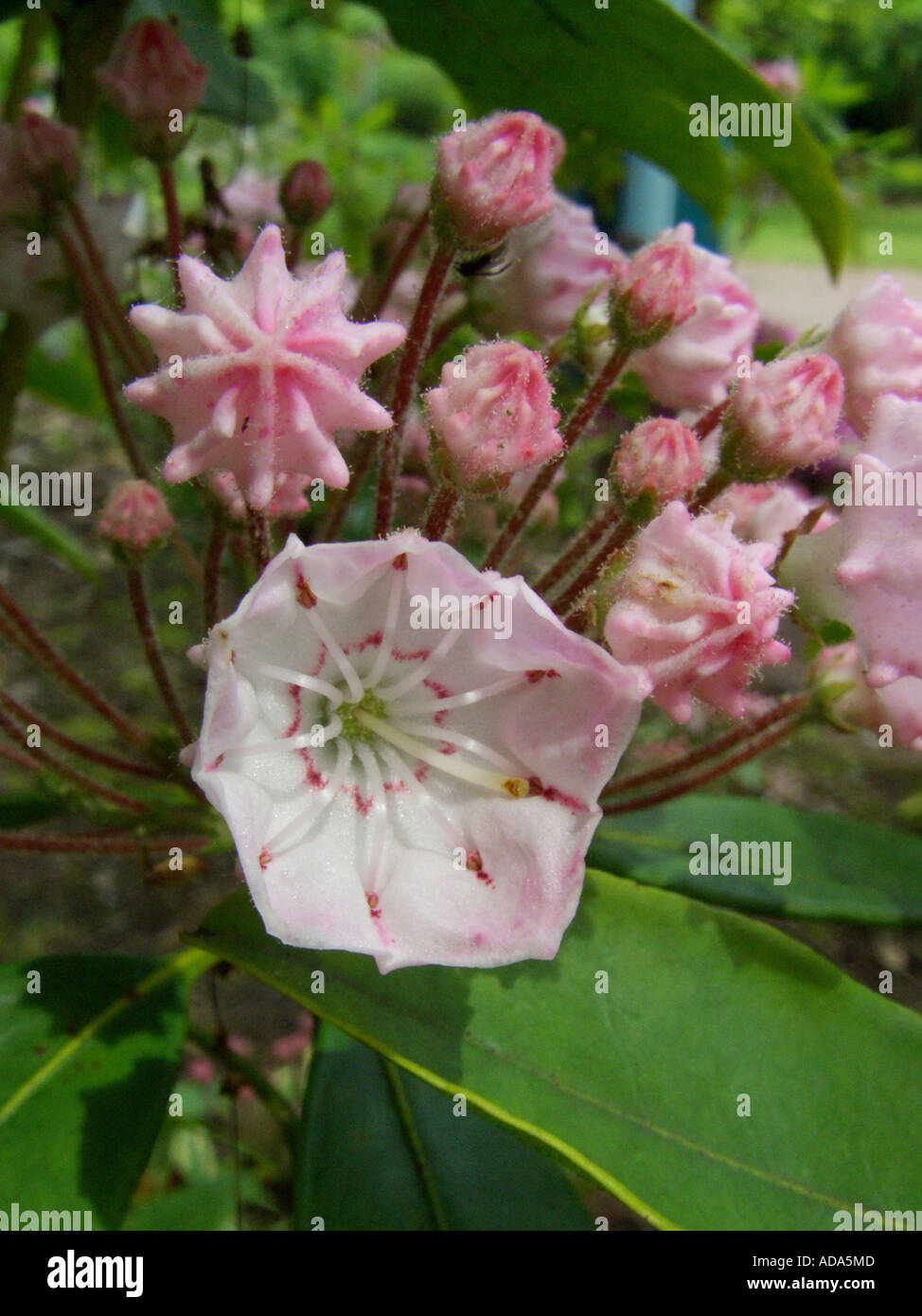 mountain laurel (Kalmia latifolia), flower and buds Stock Photo - Alamy