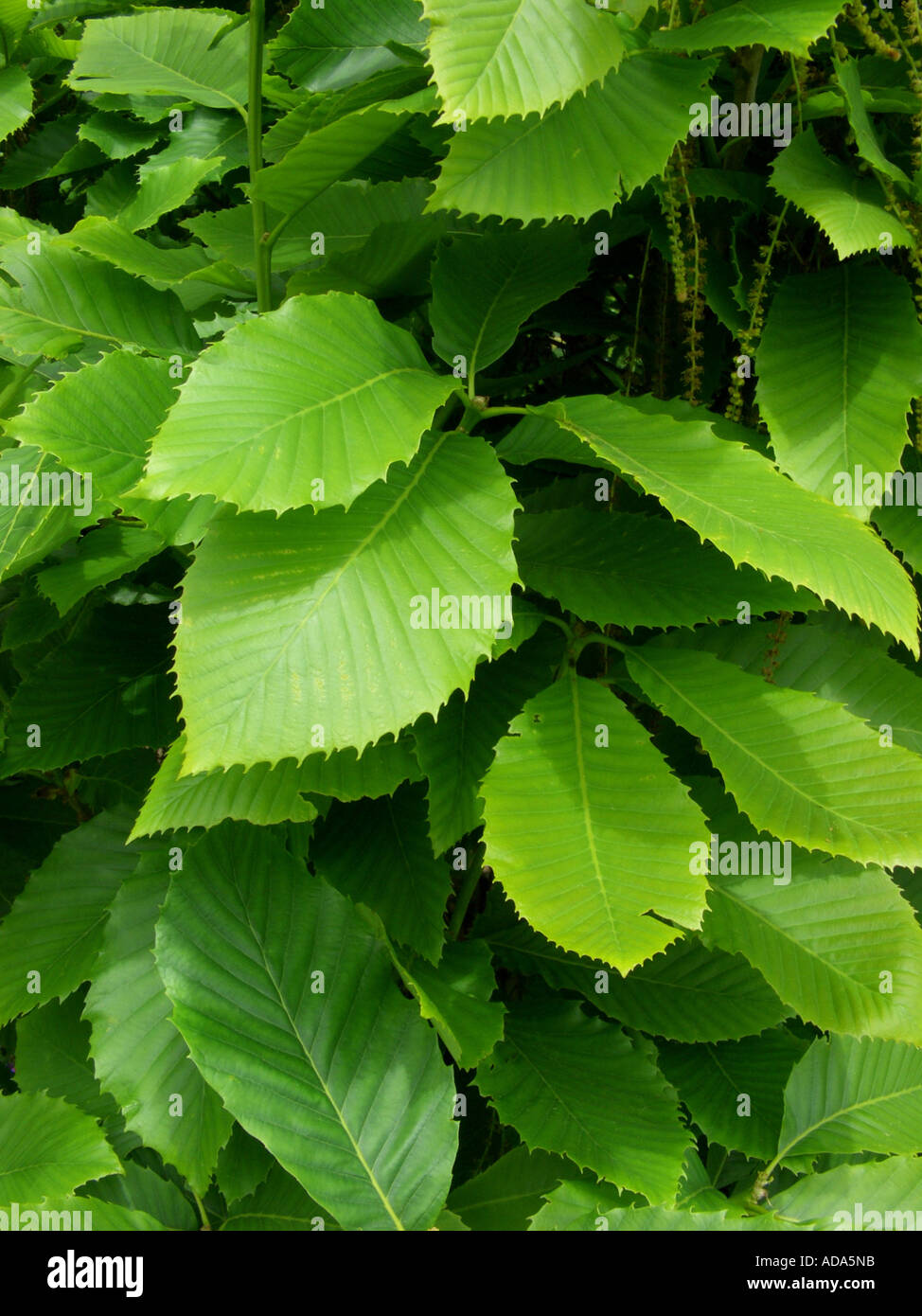 Armenian Oak, Pontine Oak (Quercus pontica), oak leaves Stock Photo - Alamy