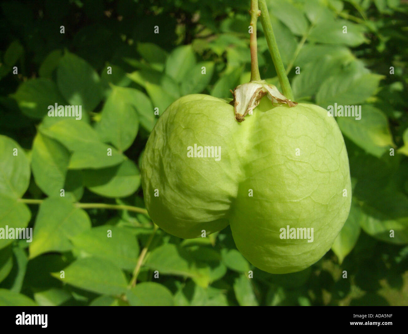 Bladdernut, European Bladdernut (Staphylea pinnata), unripe fruit Stock ...