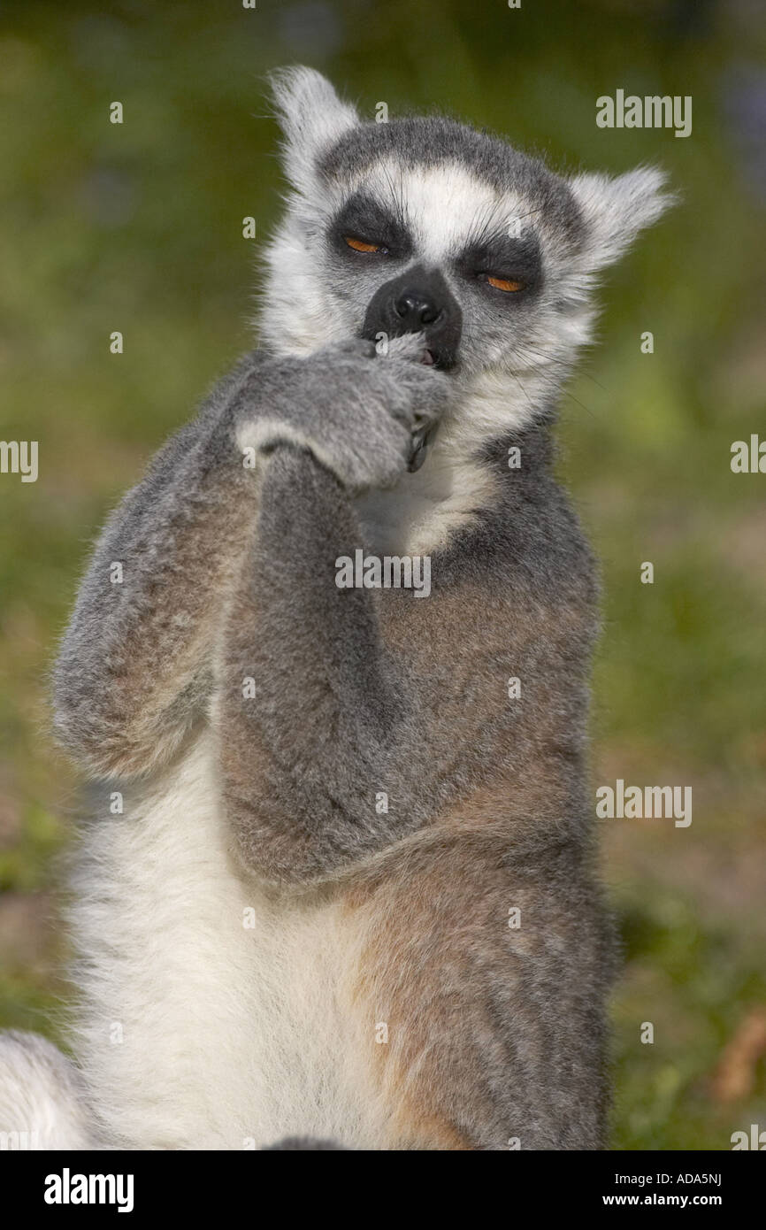 ring-tailed lemur (Lemur catta), sleepy Stock Photo - Alamy