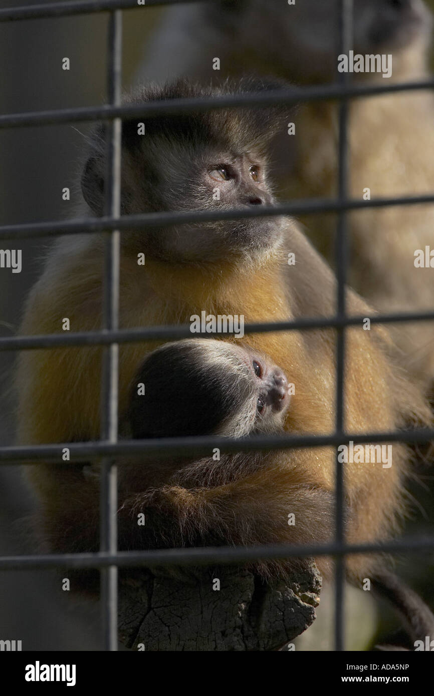 Black-Capped Capuchin, Brown-Capuchin Monkey (Cebus apella), with baby ...