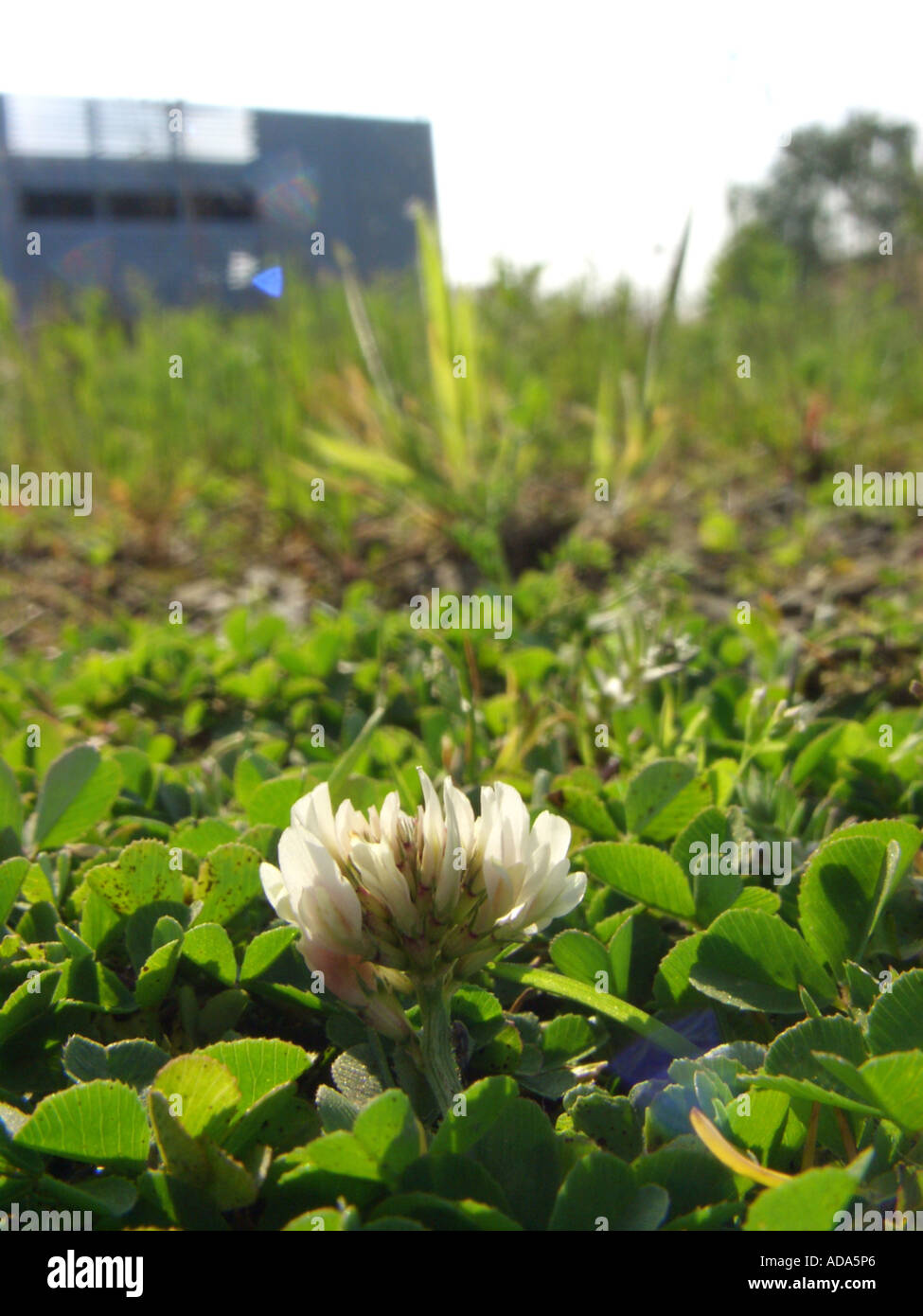 white clover (Trifolium repens), blooming plant on wasteground Stock ...