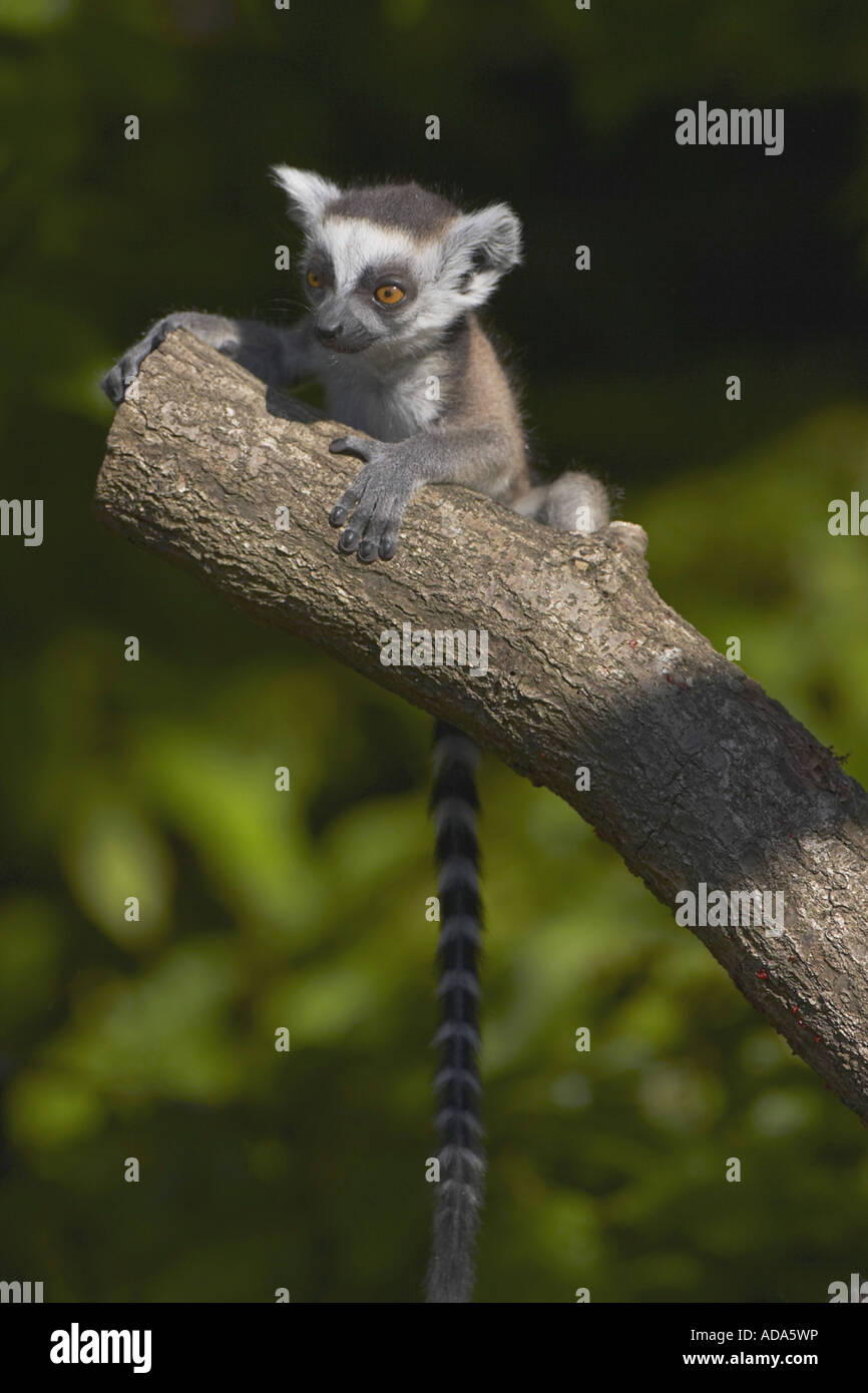 Pup m lohmann hi-res stock photography and images - Alamy