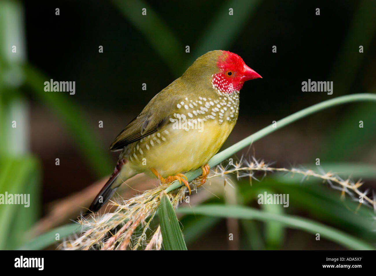 Double Barred Finch High Resolution Stock Photography and Images - Alamy
