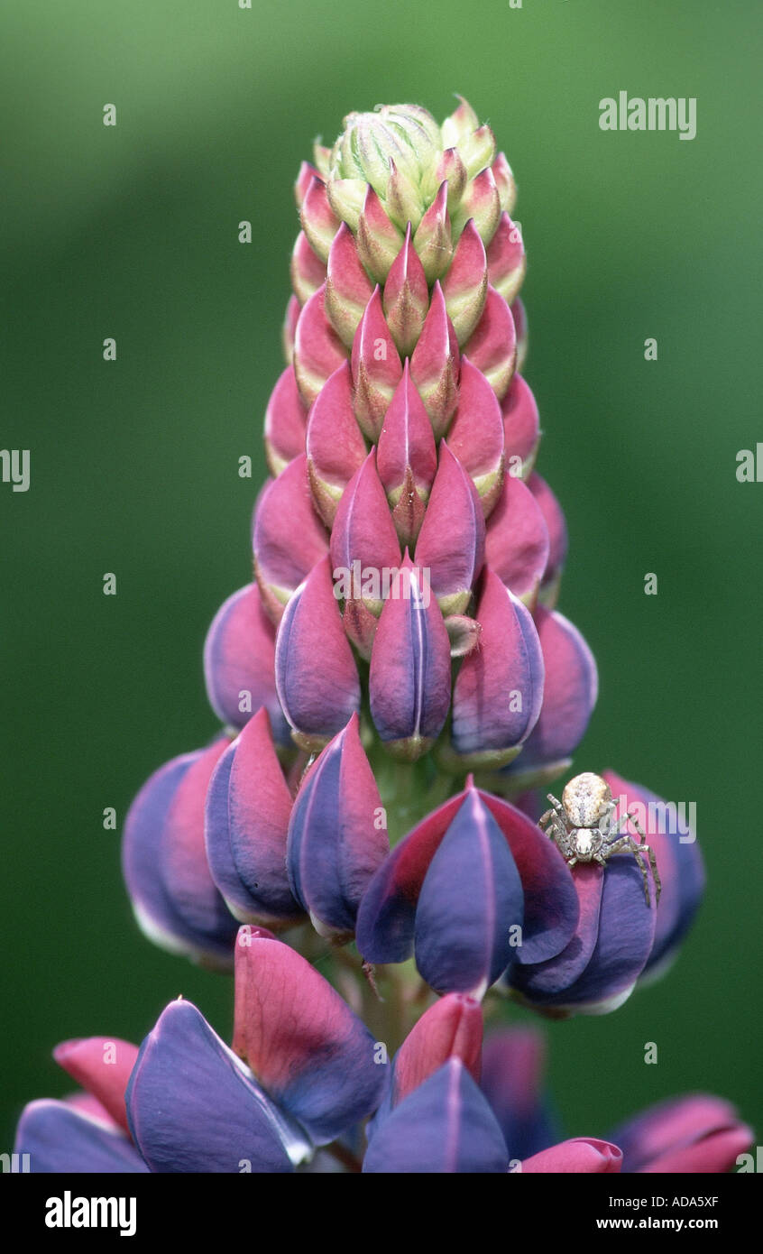 Lupin native to north america hi-res stock photography and images - Alamy