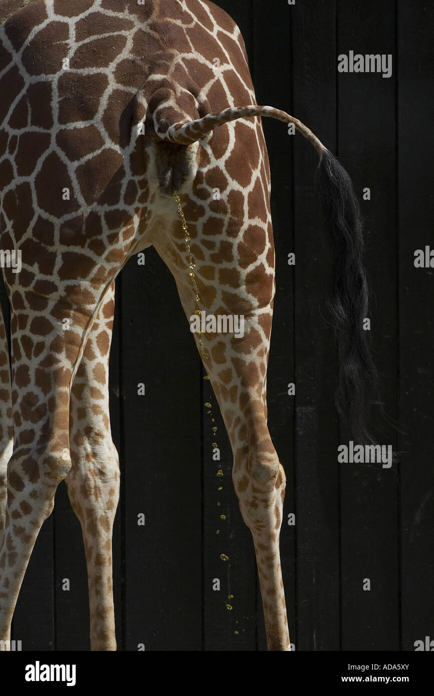 giraffe (Giraffa camelopardalis), urinating Stock Photo - Alamy