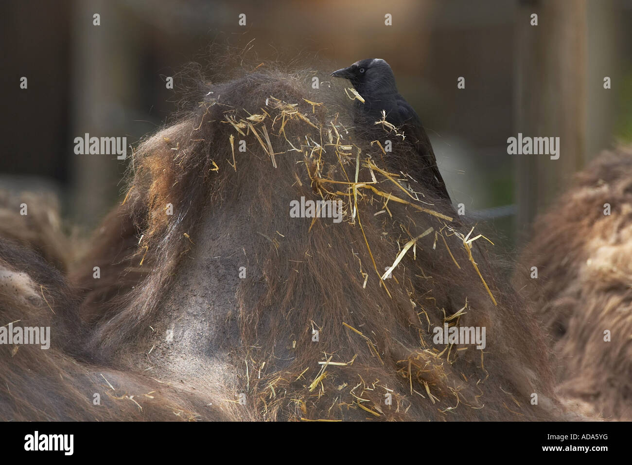 Bactrian camel, two-humped camel (Camelus bactrianus), with jackdaw ...