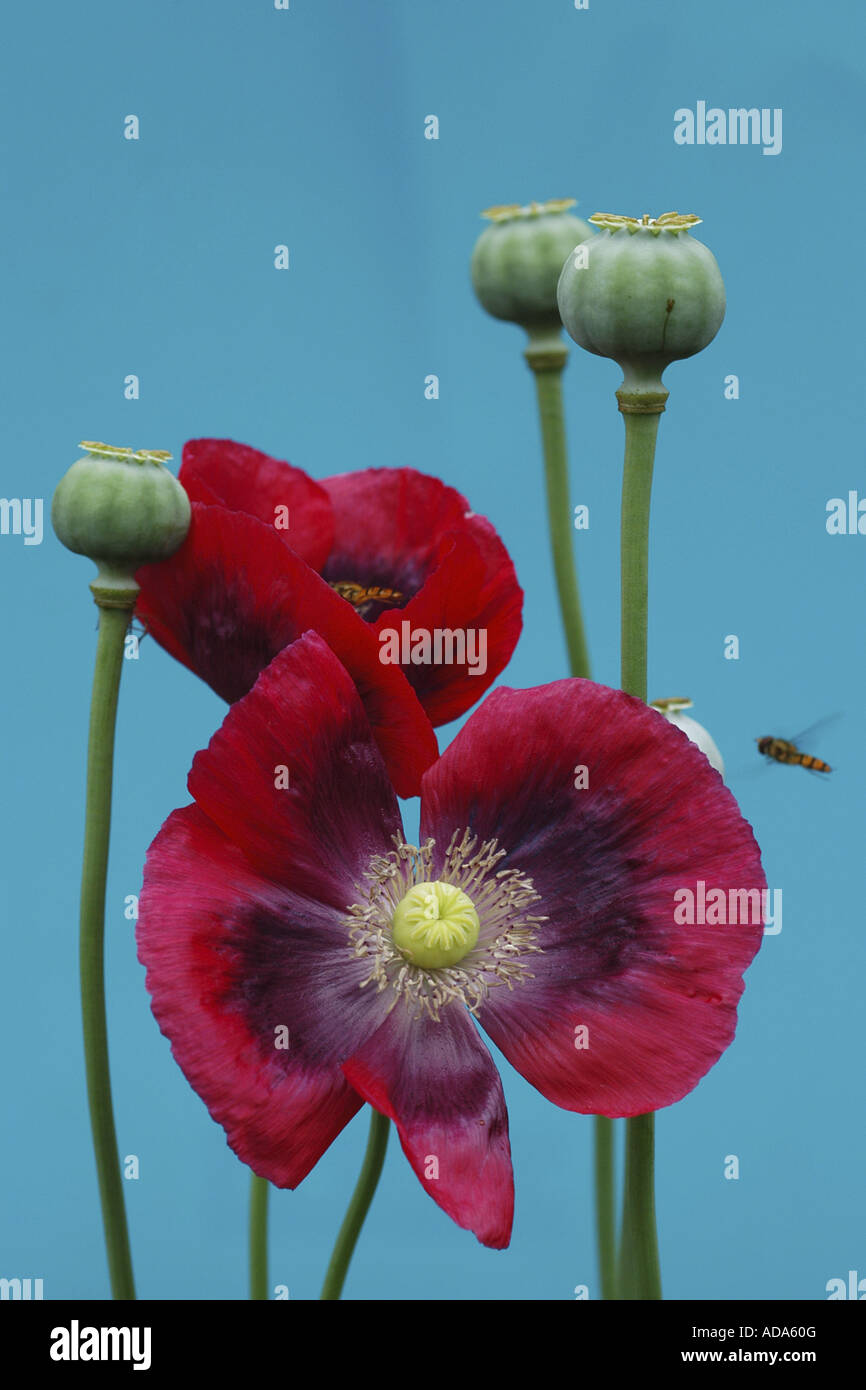 opium poppy (Papaver somniferum), flowers and fruits, Germany, North ...