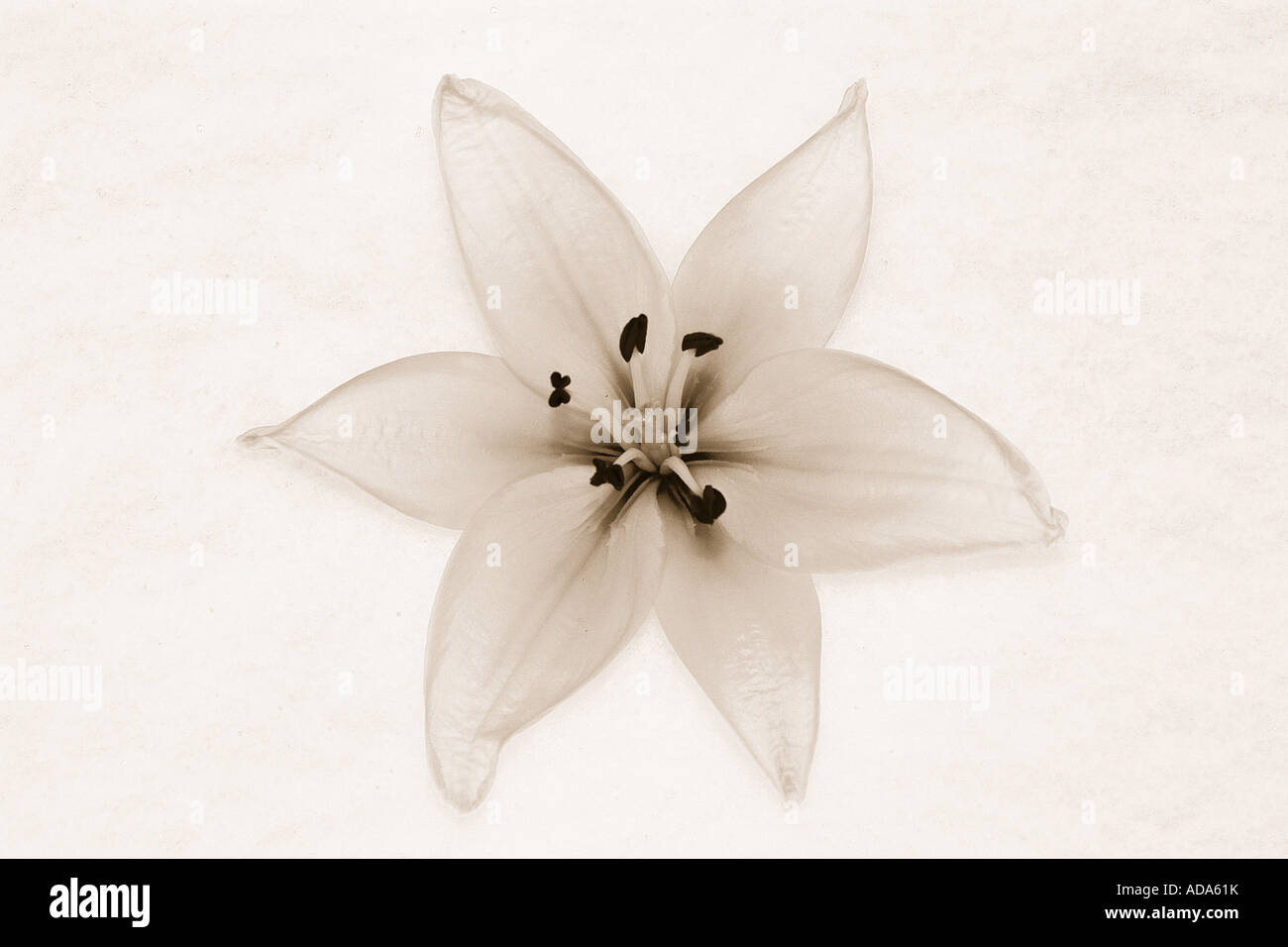 lily (Lilium spec.), Lilyblossom in Snow Stock Photo - Alamy